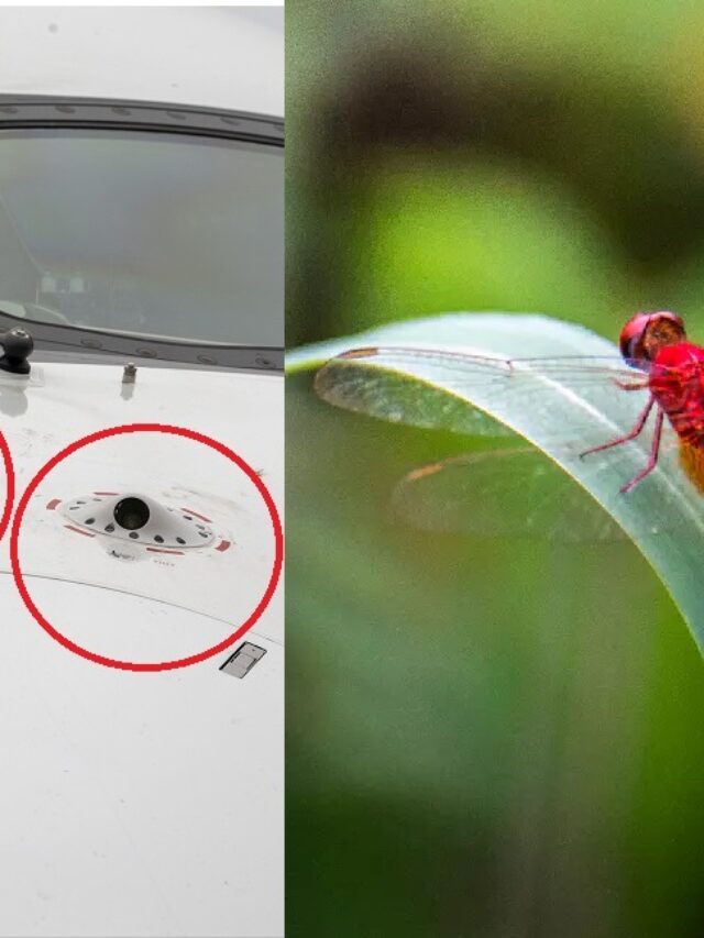 How Pilots are Benefiting from Dragon Fly - Jetline Marvel