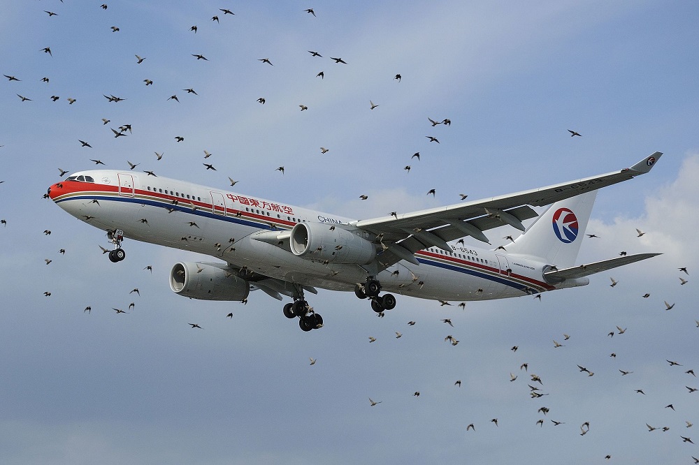 What Happens if a Bird Hits an Aircraft in Mid-Flight? - Jetline Marvel